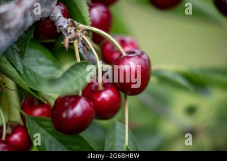 Igensdorf, Germany. 04th July, 2021. Sweet cherries of the Sabrina ...