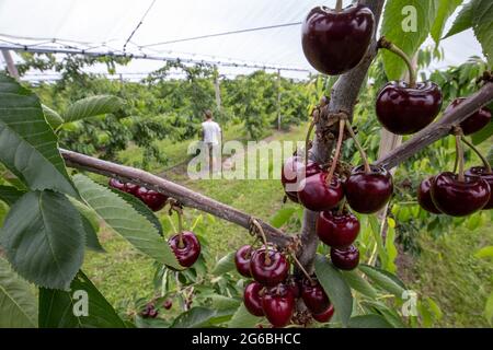 Igensdorf, Germany. 04th July, 2021. Sweet cherries of the Sabrina ...