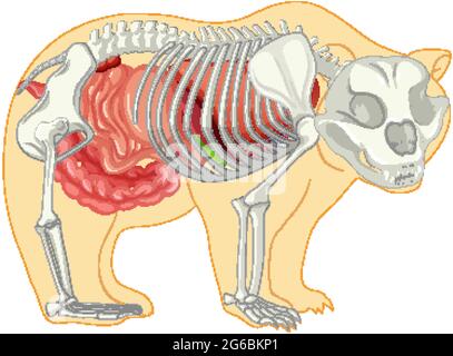 Anatomy of wild bear isolated Stock Vector Image & Art - Alamy