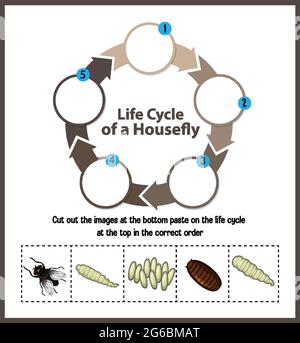 Science Housefly Life Cycle Stock Vector Image & Art - Alamy
