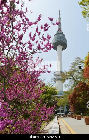 cherry tree in spring and Namsan Mountain with Namsan Tower in the ...