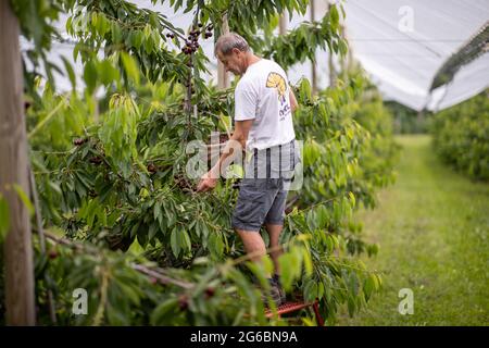 Igensdorf, Germany. 04th July, 2021. Sweet cherries of the Sabrina ...