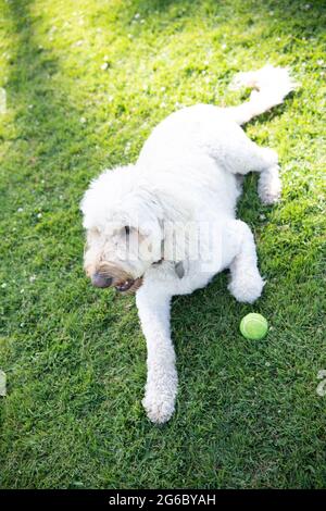 white south russian or ukrainian sheepdog dog waiting in park green ...