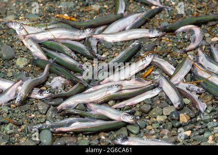 Small fresh female capelin fish or capelin smelt with green and silver ...