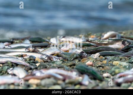 Small fresh female capelin fish or capelin smelt with green and silver ...