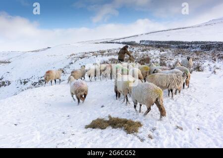 Shepherdess feeding flock of Swaledale ewes on moorland in a winter ...
