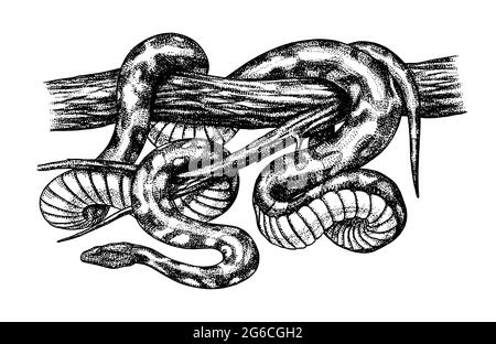 Pythonidae or python. Boinae or boas or boids. Nonvenomous snake ...