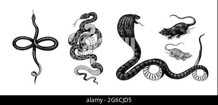 Pythonidae or python. Boinae or boas or boids. Nonvenomous snake ...