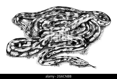Pythonidae or python. Boinae or boas or boids. Nonvenomous snake ...