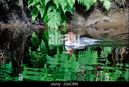 Juvenile goosander fishing on the river Stock Photo - Alamy