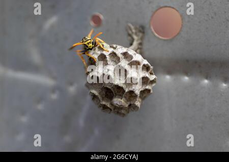 wasp and her house in a metal box, small wasp house Stock Photo - Alamy
