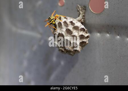 wasp and her house in a metal box, small wasp house Stock Photo - Alamy