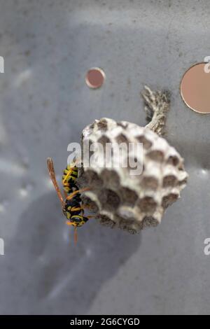 wasp and her house in a metal box, small wasp house Stock Photo - Alamy
