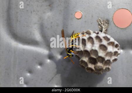 wasp and her house in a metal box, small wasp house Stock Photo - Alamy