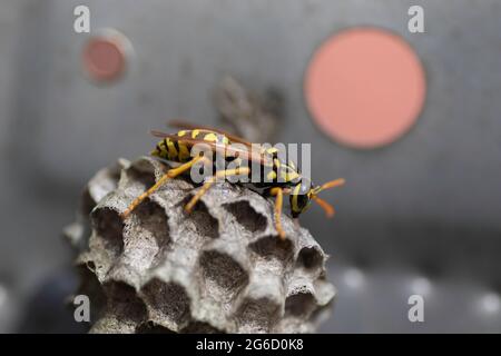 wasp and her house in a metal box, small wasp house Stock Photo - Alamy