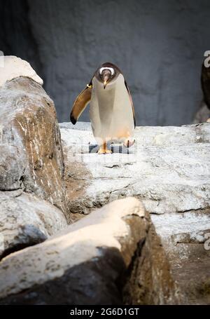 Illustration picture shows the Pairi Daiza animal park, Monday 20 ...
