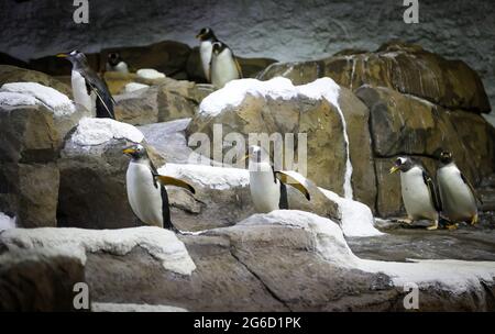 Illustration picture shows the Pairi Daiza animal park, Monday 20 ...