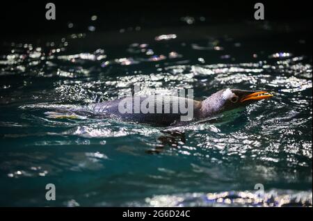 Illustration picture shows the Pairi Daiza animal park, Monday 20 ...