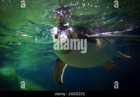 Illustration picture shows the Pairi Daiza animal park, Monday 20 ...