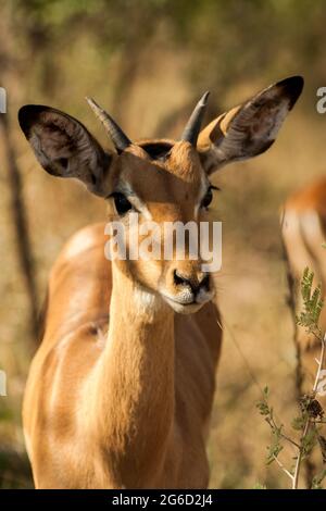 young impala in Kruger park South Africa Stock Photo - Alamy
