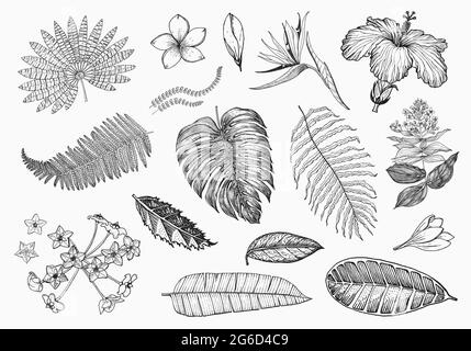 Strelitzia, Hibiscus, Plumeria. Flowering plants. Tropical or exotic ...