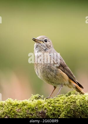 A female common redstart in early summer in mid Wales Stock Photo - Alamy