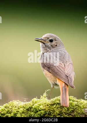 A female common redstart in early summer in mid Wales Stock Photo - Alamy