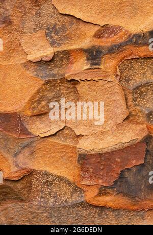 Close-up of a detailed Tree Bark. Wooden Background Texture Stock Photo ...