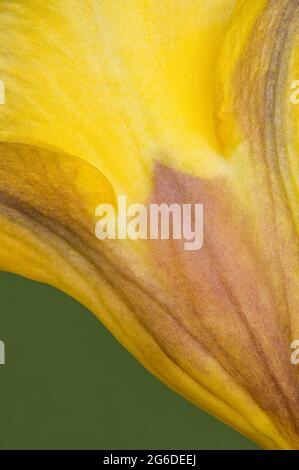 Vertical macro of vibrant yellow iris blooms with dark veins and long ...