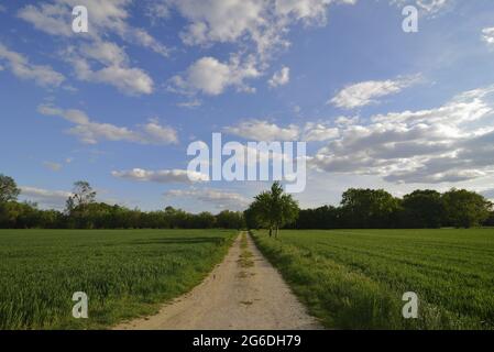 Wide green grass landscape with a straight path in sunny weather, blue ...