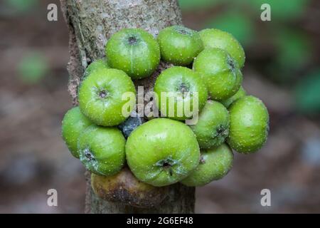 Close up of a clump of ripening fruits of Red-leaf Fig (Ficus congesta ...