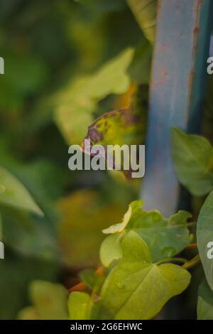 fall to winter plants, trees, and leaves changing colors Stock Photo ...