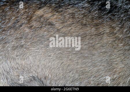 Closeup real wolf skin texture. Wolf fur background texture image ...