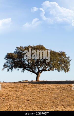 lonely tree in a alentejo farm, the south of portugal Stock Photo - Alamy