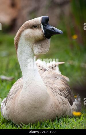 African domestic goose. The African goose is a breed of domestic goose ...