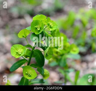 Wood Spurge is a member of the Euphorbia family with unique cyathium ...