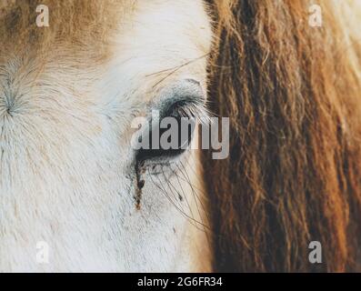 Horse Body Parts. Eyes, Nose, Mane, Fur Stock Photo - Alamy