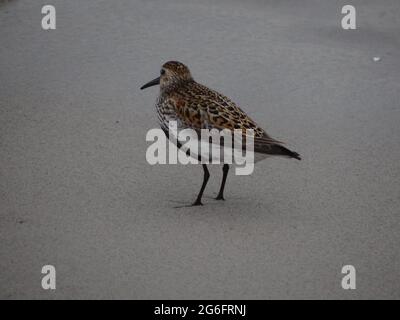 A Dunlin is walking on the beach. Also known as a Red-backed Sandpiper ...