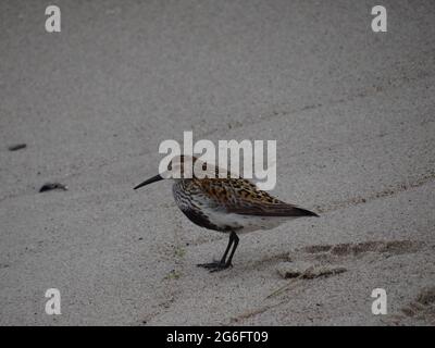 A Dunlin is walking on the beach. Also known as a Red-backed Sandpiper ...