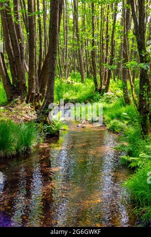 Stream and trees in summer in the Sherbrook Valley area of Cannock ...
