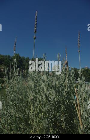 Fringed Lavender, Lavandula dentata, in flower in the Atlas Mountains ...