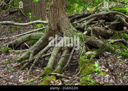 Roots Of An Eastern Hemlock Tree Pennsylvania State Tree L Tsuga ...