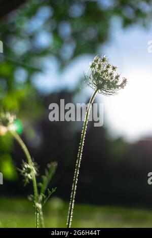 Wild carota and the rays of the setting sun. Daucus Carota Stock Photo ...