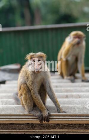 a flock of monkeys rummaging in a junkyard Stock Photo - Alamy