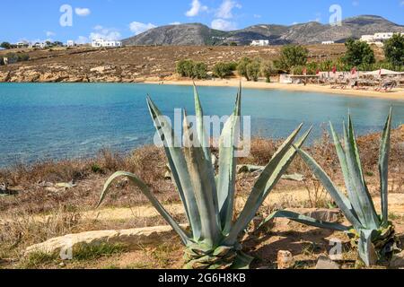 Tropical vegetation on the shore of Punda Beach Paros. Cyclades, Greece ...