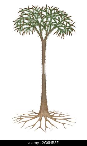 Lepidodendron Tree, Illustration Stock Photo - Alamy
