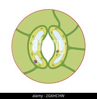 Stomata structure, illustration Stock Photo - Alamy
