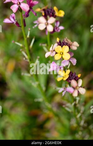 Popular Erysimum mutabile flowering, close-up plant portrait Stock ...