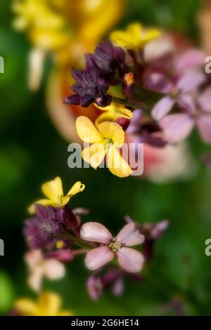 Popular Erysimum mutabile flowering, close-up plant portrait Stock ...