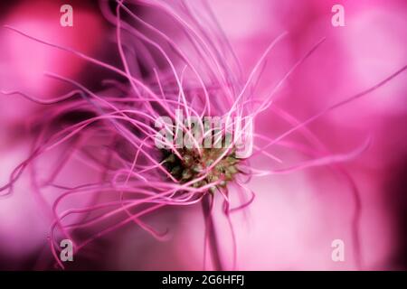 Abstract photograph of Wild garlic bulblet. Bulbil, bulbel, England, UK ...